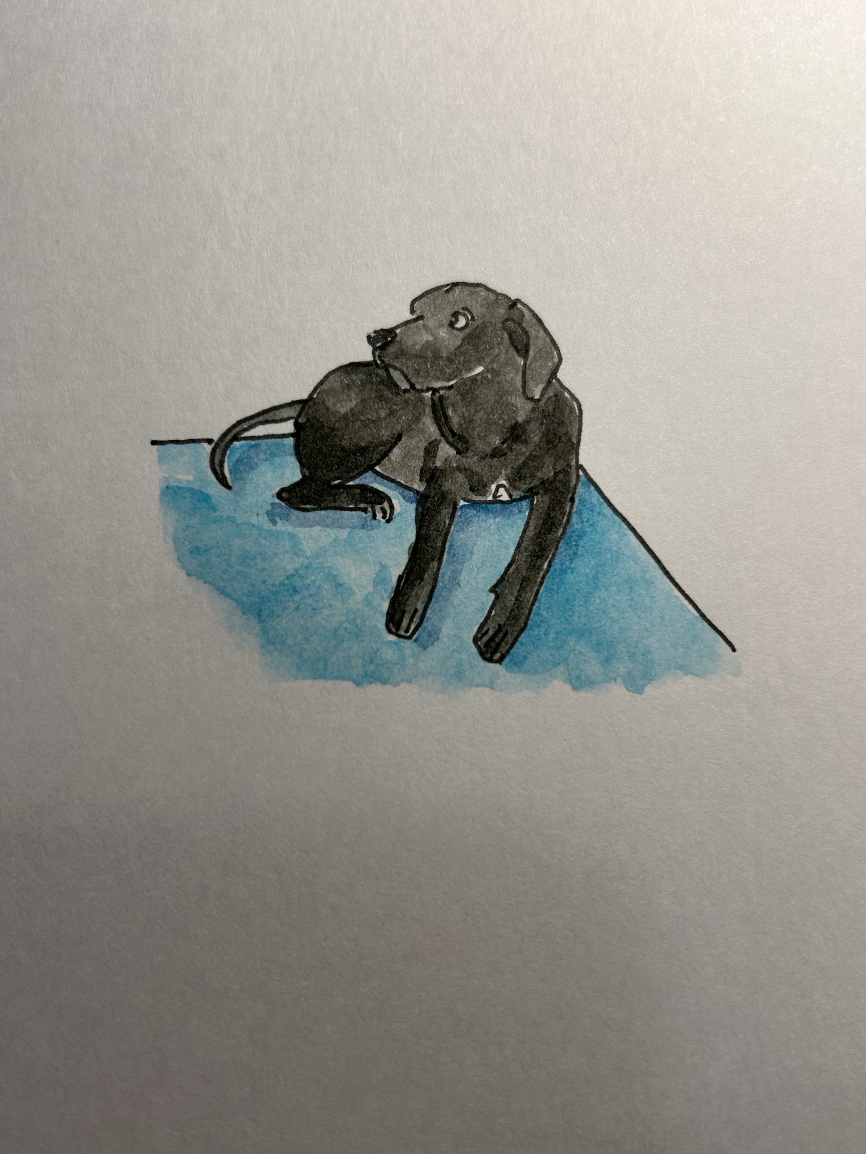 Black Labrador Retriever Sketch – Writing at Large